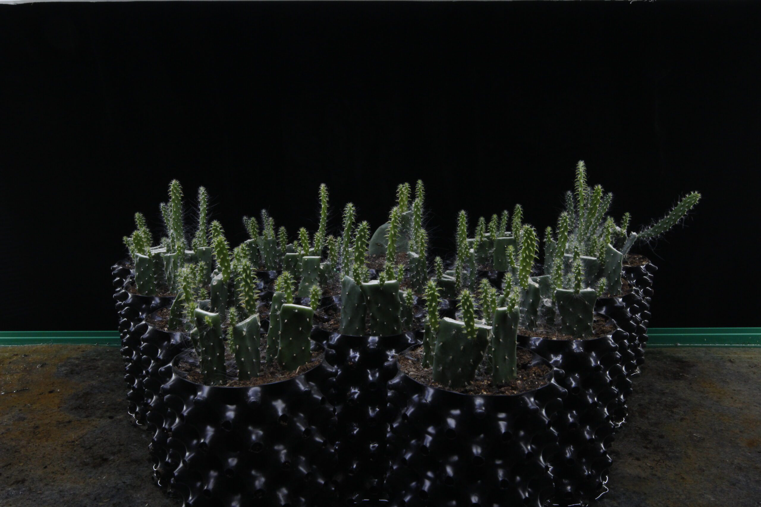 Orientación y plantación de cladodios - dryGrow Foundation - dryGrow ...